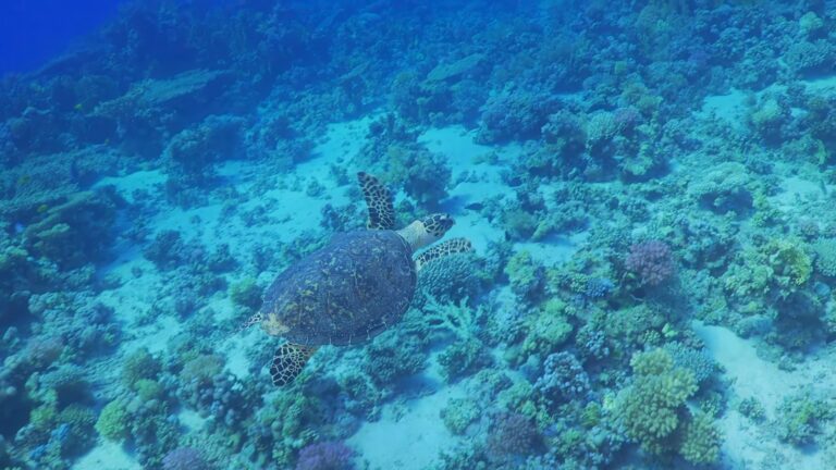 6 Best Scuba Diving Spots in Florida’s Coral Reefs - Ip Water Sports